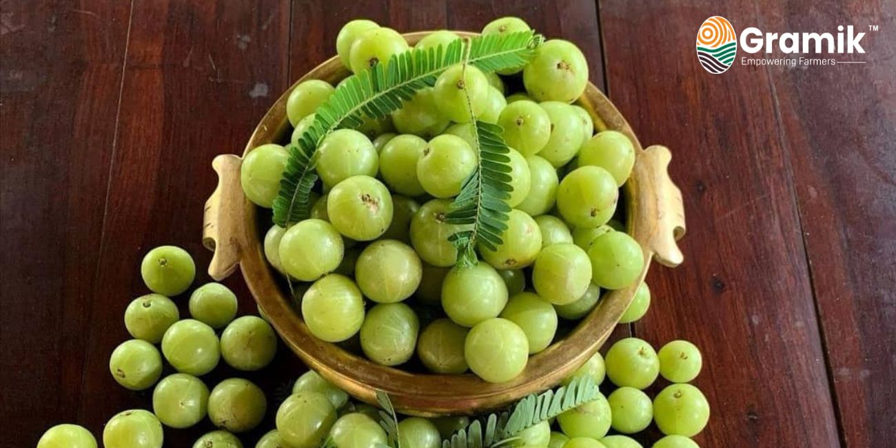 Amla Farming: नई किस्मों से करें पोषक तत्वों से भरपूर आंवले की बागवानी