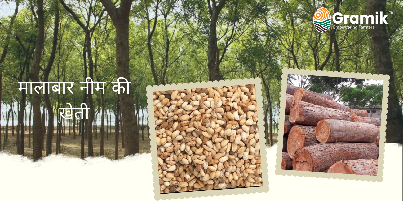 Malabar Neem Farming: मालाबार नीम की खेती से 3 साल में कमाएं लाखों!